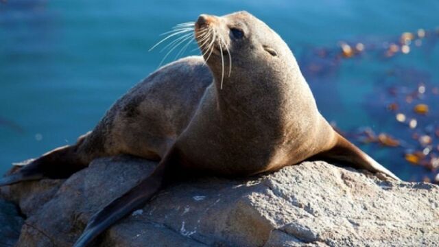 Νέα Ζηλανδία: Μία θαλάσσια φώκια... έκανε επίσκεψη σε σπίτι