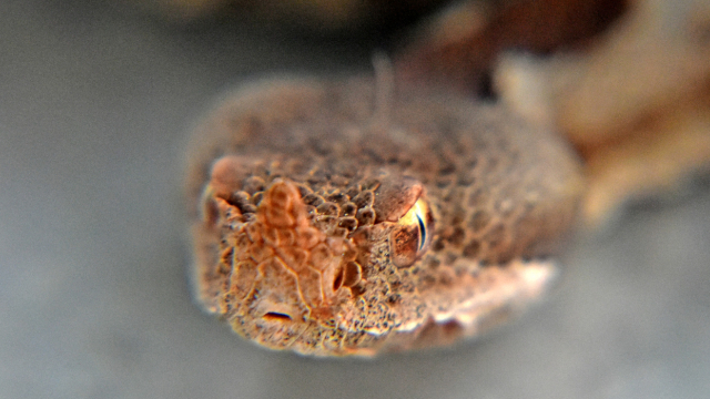 Μεσολόγγι: Φίδι σκαρφάλωσε από το παράθυρο την ώρα που έτρωγαν ...