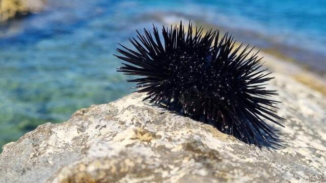 Αιγαίο: Μετά τις μωβ τσούχτρες, επέλαση αχινών;