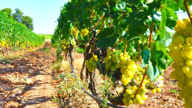 Συρρικνώνεται ο ελληνικός αμπελώνας - Μείωση 65.000 στρεμμάτων την ...
