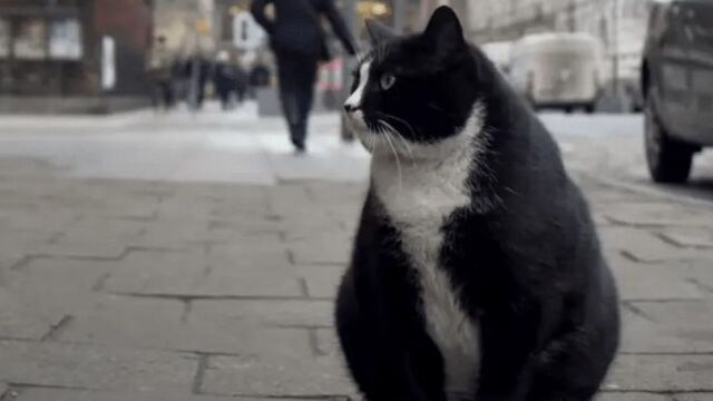 Πολωνία: Ο γάτος της Σεζίν έγινε παγκόσμιο viral - Ο Γκάτσεκ είναι ...