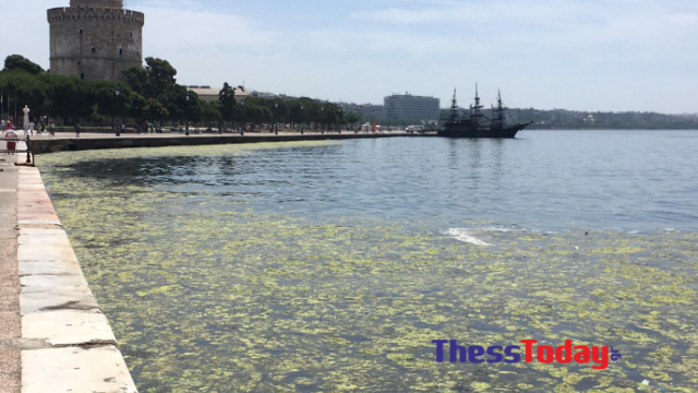 Θεσσαλονίκη: Αποκρουστικό θέαμα στον Θερμαϊκό - Γέμισε ξανά με ...