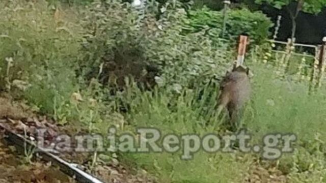 Λαμία: Αγριογούρουνα βολτάρουν καθημερινά ανάμεσα σε ανθρώπους και ...