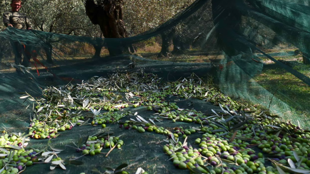 Απίστευτο περιστατικό στην Αχαΐα: Έκλεψαν 10 τόνους ελιές, τις έκαναν ...