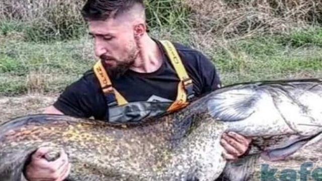 Τεράστιος γουλιανός 70 κιλών στη λίμνη της Μεγαλόπολης – Ο ερασιτέχνης ...