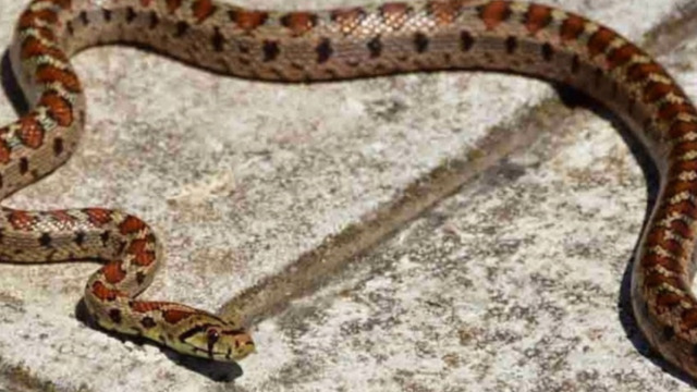 Φίδι βγήκε «βόλτα» στο Κολωνάκι - Έντρομοι οι περαστικοί