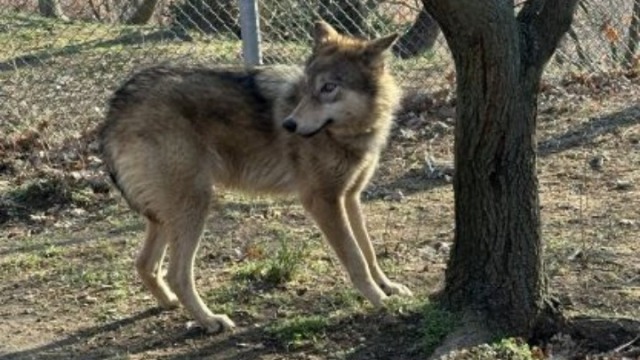Φλώρινα: Σε καταφύγιο του Αρκτούρου οι δύο λύκαινες που είχαν ...