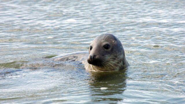 Λήμνος: Φώκια μονάχους-μονάχους πλησίασε ψαράδες και άρχισε τα ...