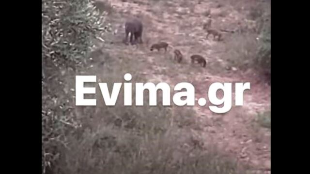 Χαλκίδα: Αγέλη αγριογούρουνων εισέβαλε σε αυλή σπιτιού (Βίντεο)