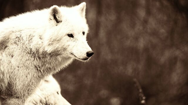 Ανταρόλυκος: Ιστορία και Εξαφάνιση του Canis dirus