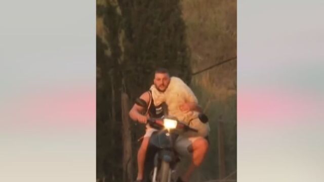Φωτιά στην Αχαΐα: Αυτό είναι το όνομα του προβάτου που σώθηκε στο viral ...
