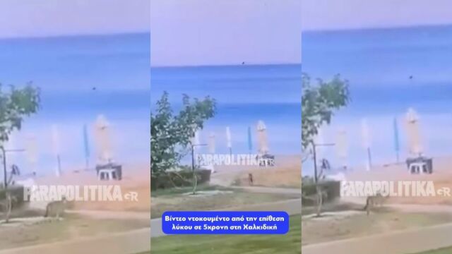 Επίθεση λύκου σε 5χρονη σε παραλία της Χαλκιδικής: Βίντεο ντοκουμέντο ...