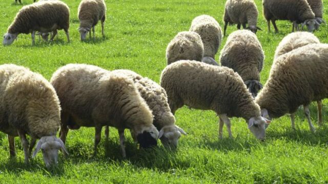 Ευλογιά των προβάτων: Προληπτικοί ψεκασμοί σε φορτηγά και ελαστικά σε νησιά
