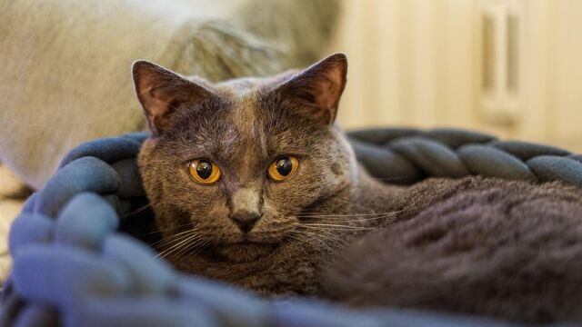 Γάτα Chartreux: Γαλλική φινέτσα και χρυσάφι βλέμμα