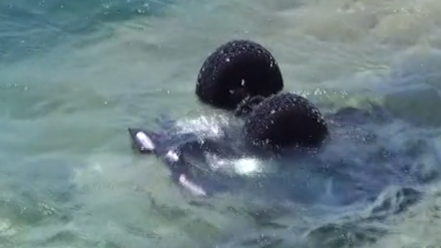 Γουρούνα κάνει μπάνιο κάτω από τους Μύλους της Μυκόνου